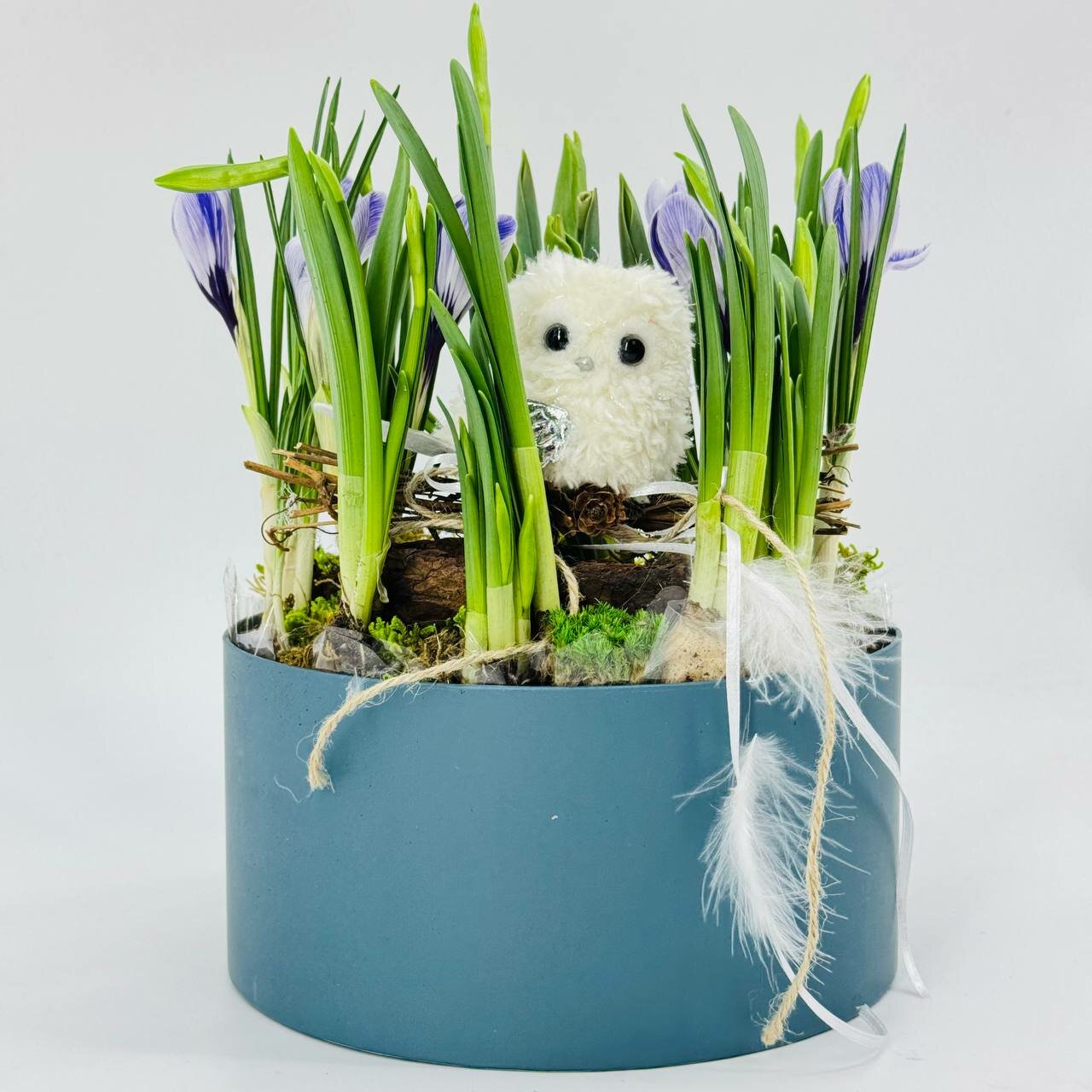 Мини садик первоцветов в коробке с сувениром сова. Тюльпаны, нарциссы, крокусы