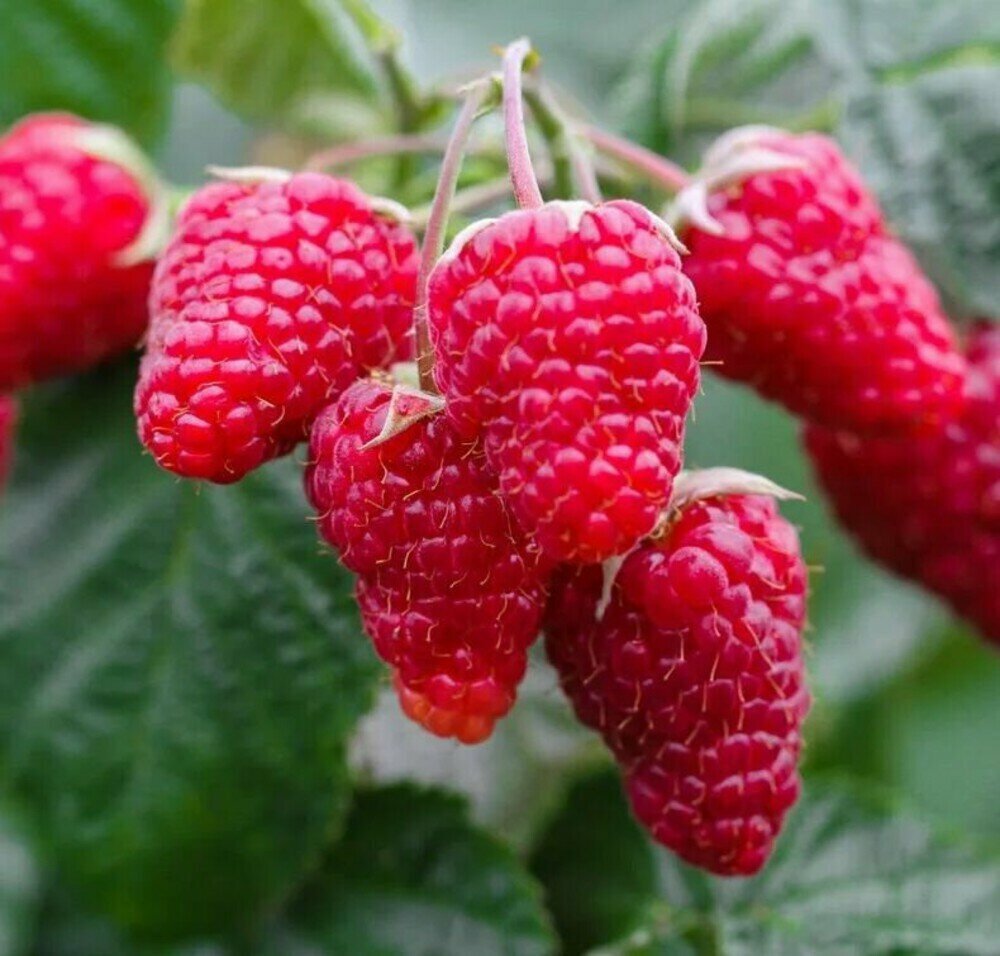 Малина крупноплодная Патриция / малины, красный, морозостойкий сорт