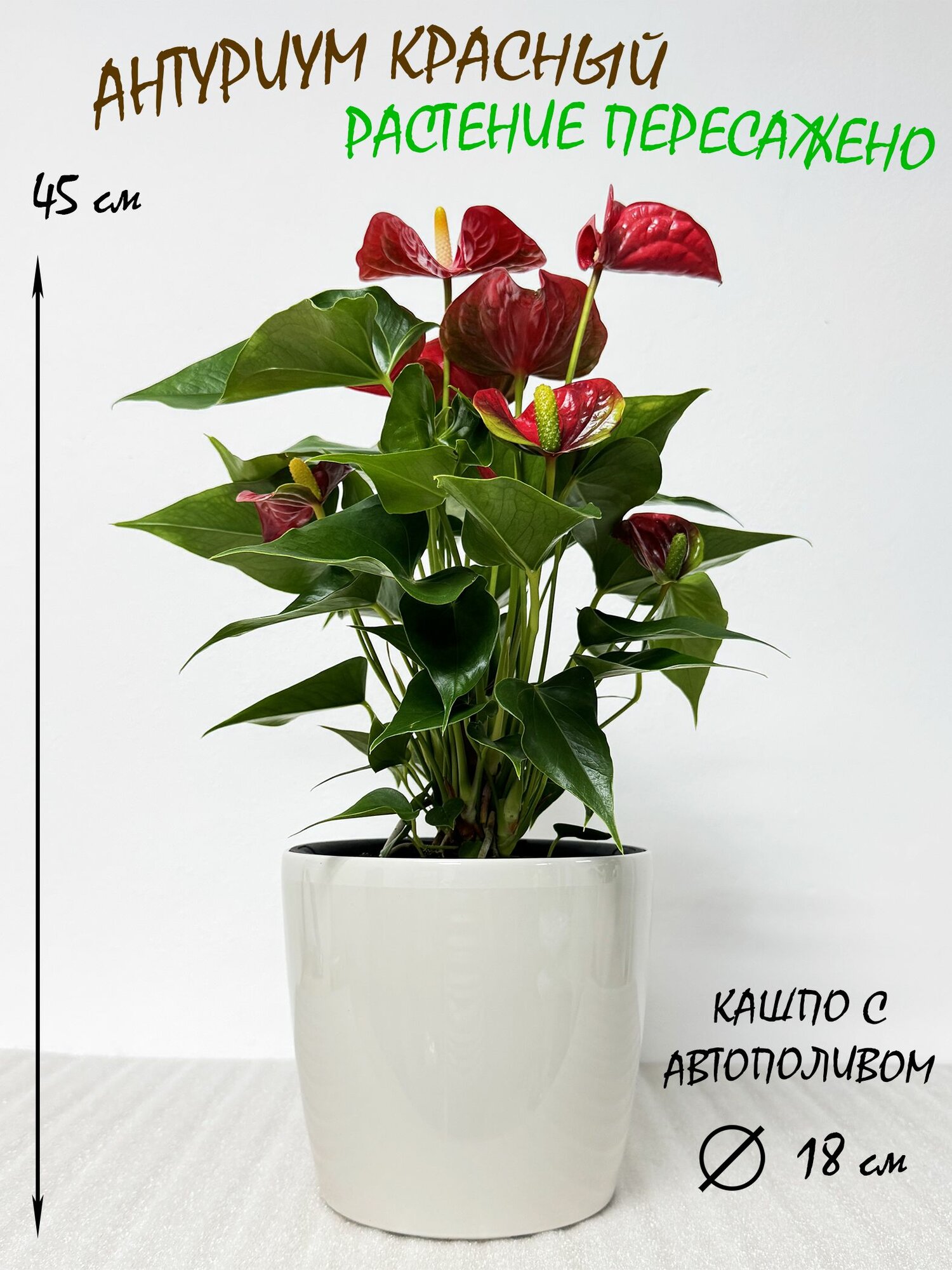 Антуриум красный в кремовом кашпо с автополивом, высота 45-50 см