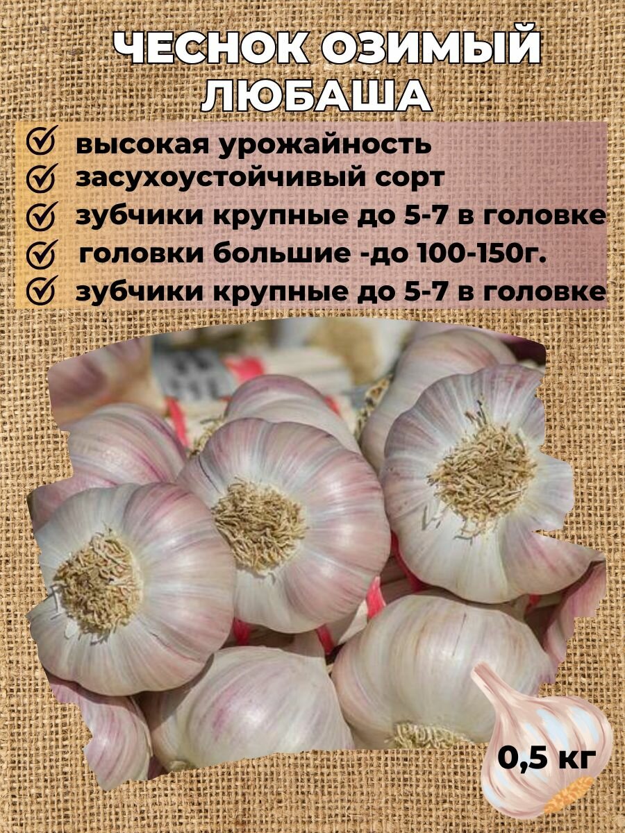 Чеснок озимый на посадку 0,5 кг.