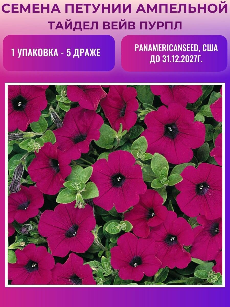 Петуния ампельная Тайдел Вейв Пурпл семена 1 упаковка (5 драже в пробирке) PanAmerican Seed, США