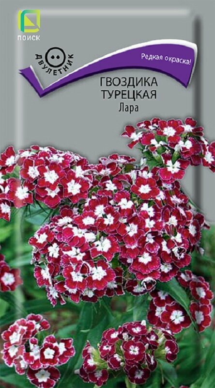 Семена цветов гвоздика Турецкая лара, для дачи, сада, огорода и на рассаду