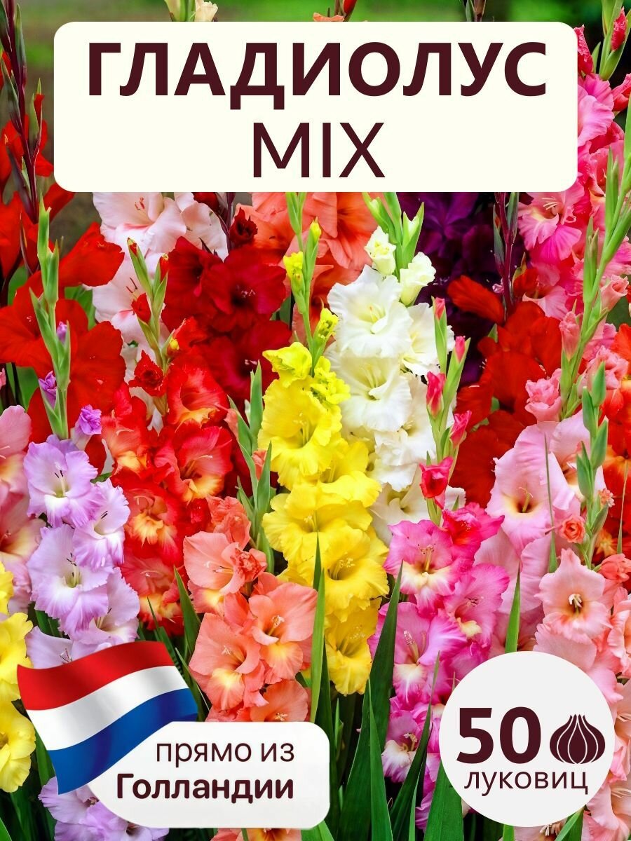 Гладиолусы луковицы крупноцветковые Микс, 50 шт