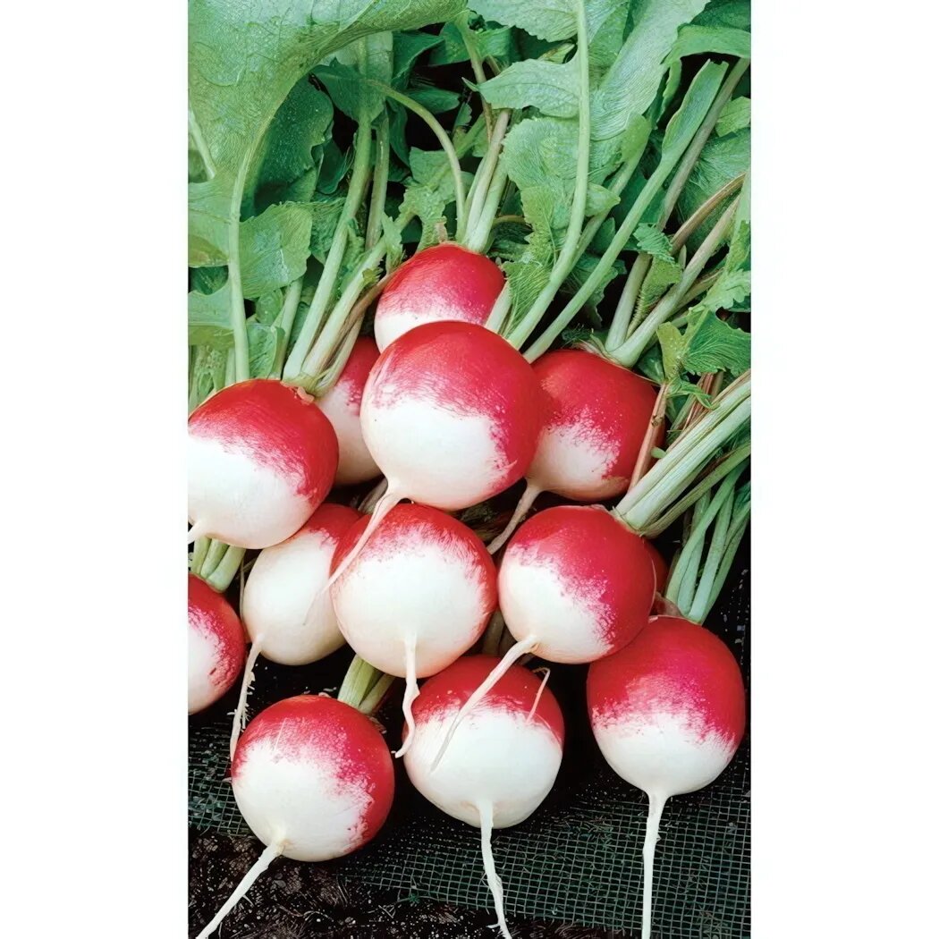 Семена редиса Тепличный, урожайный сорт, округлый, розовый, 30 г