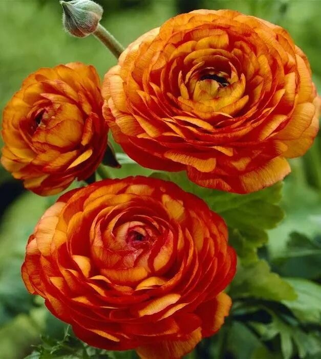 Ранункулюс Оранж 10шт. / Луковицы ранункулюса