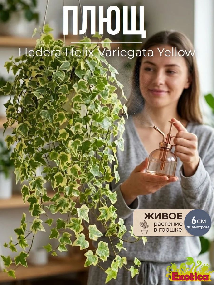 Хедера Хеликс Вариегата Йеллоу (Hedera Helix Variegata Yellow) D6см, плющ саженец