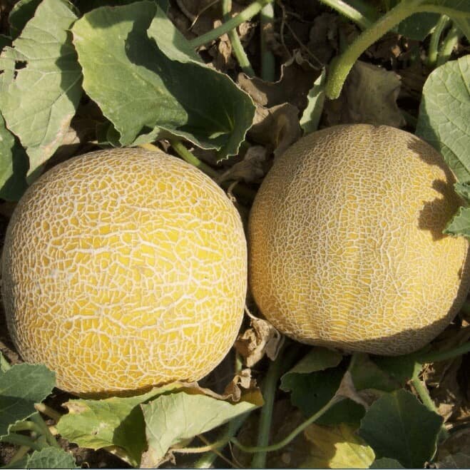Дыня Царская (15 шт), Агрофирма Поиск, Россия