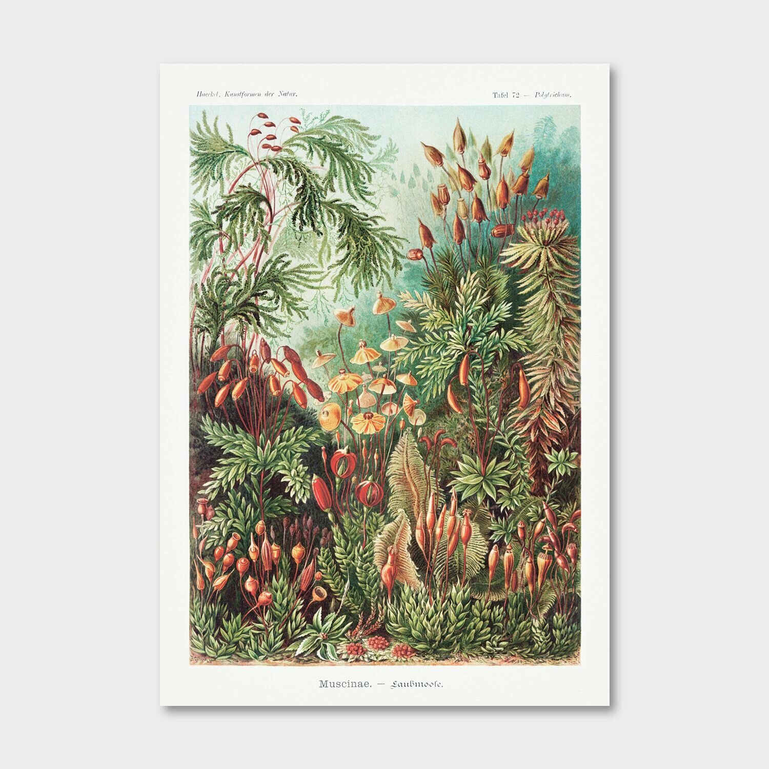 Постер для интерьера Postermarkt, Ботаника Ernst Haeckel №1, 50х70 см