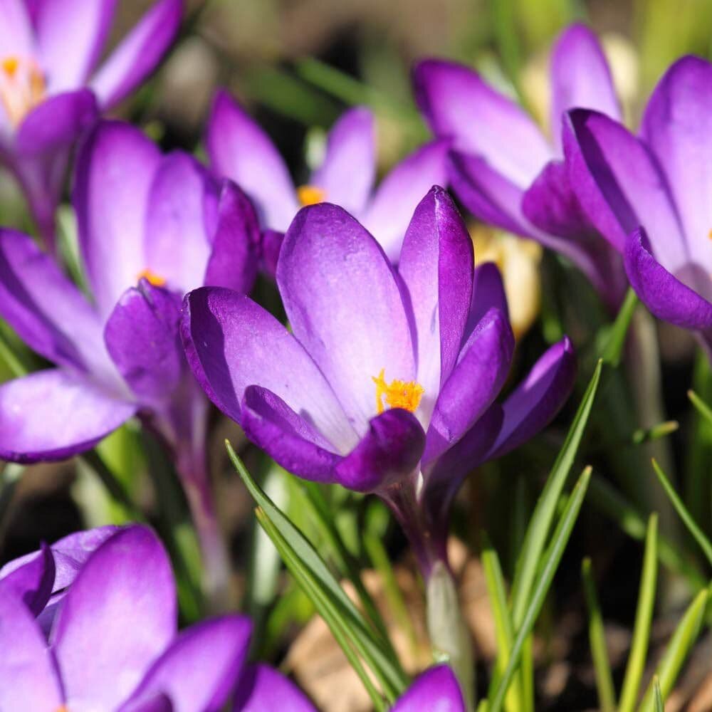 Крокус Руби Гиант (5 луковиц). Holland Bulbs (Голландия)