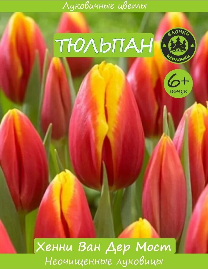 Тюльпан Луковица, Хенни Ван Дер Мост, 6+ шт (Ёлочки иголочки)