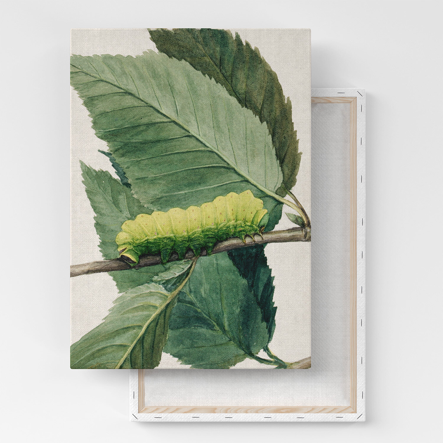 Картина на холсте, репродукция / Эббот Хэндерсон Тейер - Lunar Caterpillar / Размер 40 x 53 см