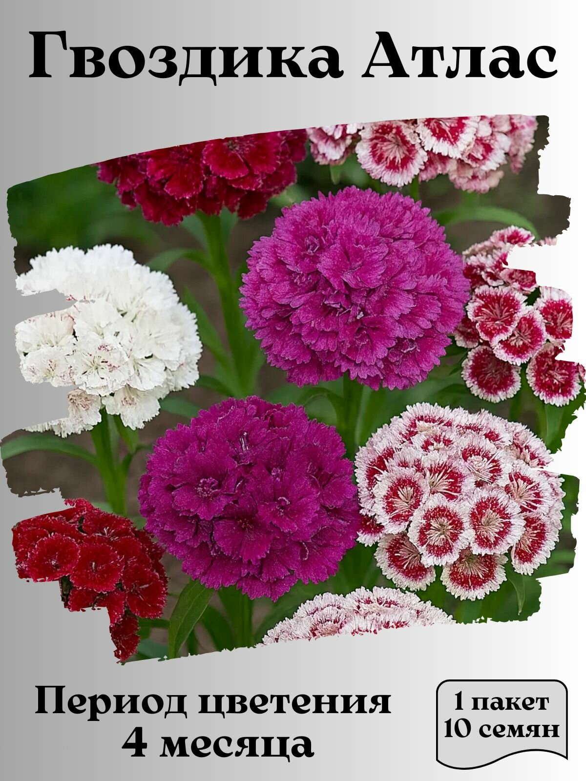 Гвоздика Атлас, семена, 10 шт, 15 гр.
