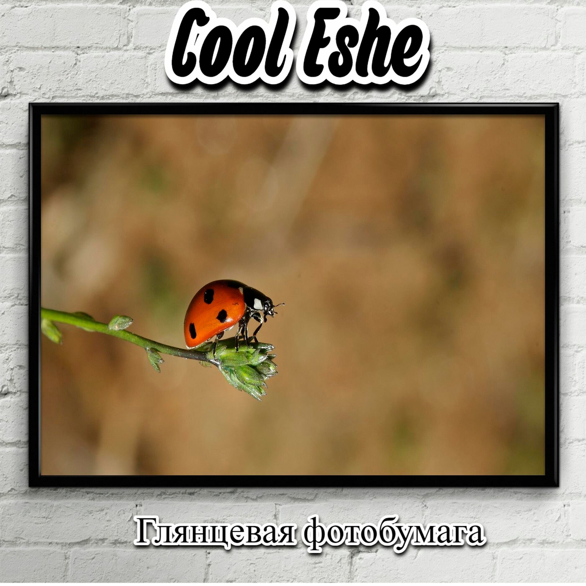 Постер "Божья коровка на травинке, макросъемка" из коллекции "Природа" А4