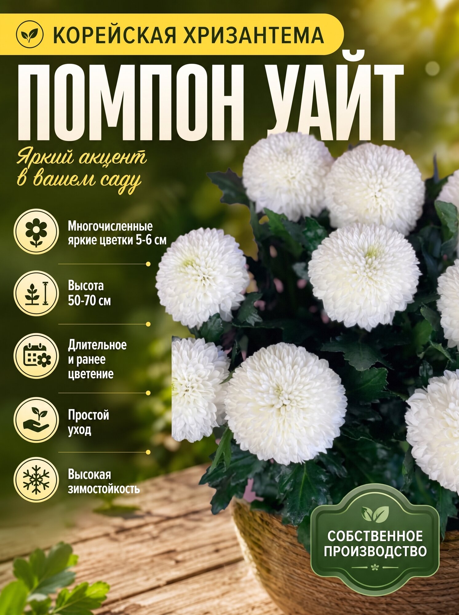 Корейская хризантема Помпон уайт (растение ЗКС) 1 шт.