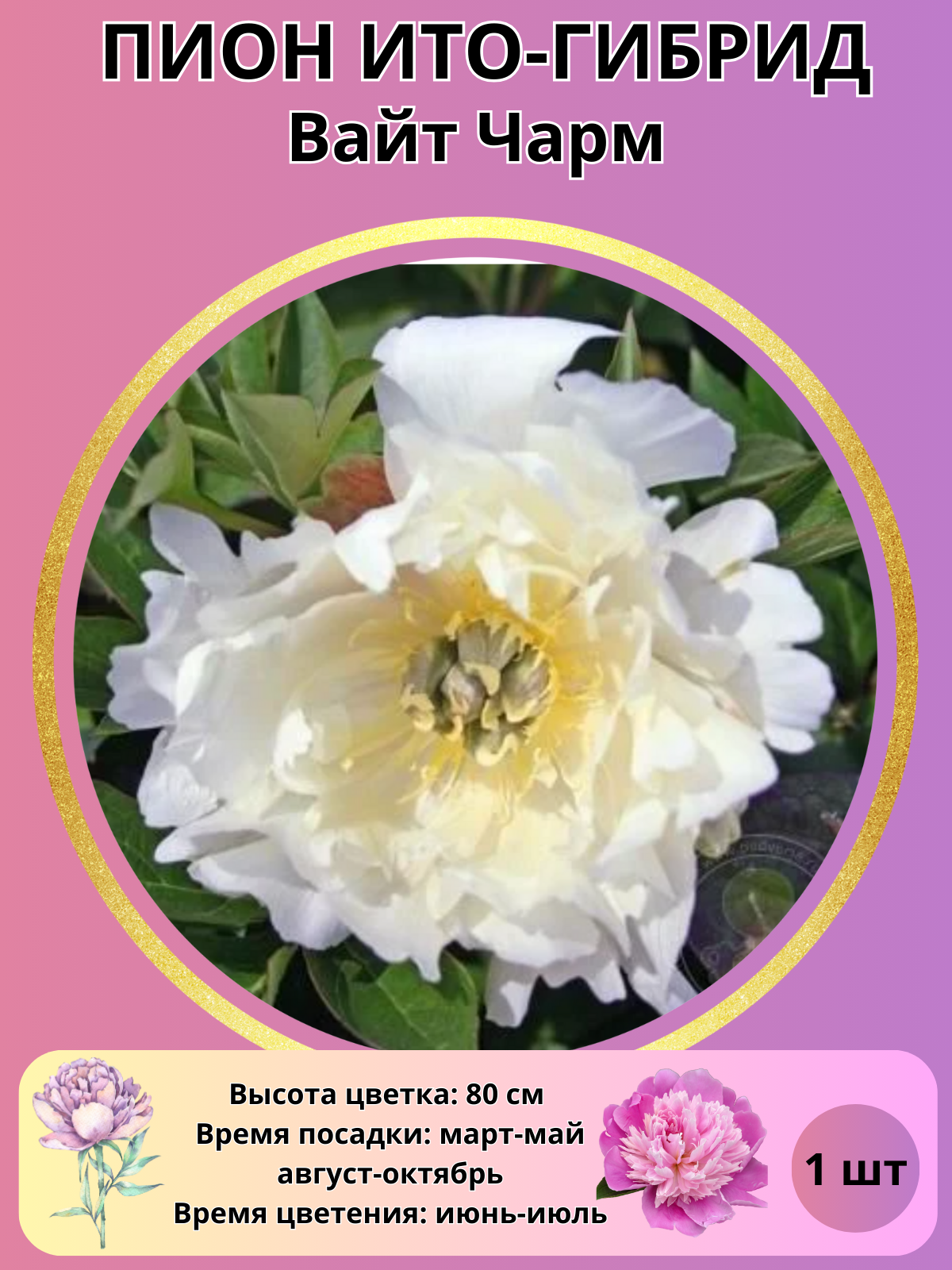 Пион ИТО-гибрид Вайт Чарм, многолетние цветы