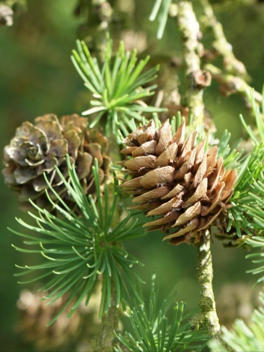Лиственница принца Рупрехта семена 20 штук