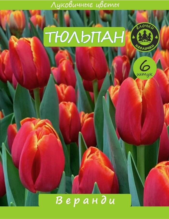 Тюльпан Луковица, Веранди, 6шт неочищенные
