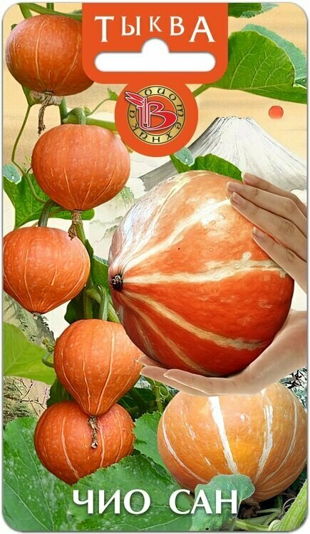 Семена Тыквы "ЧИО САН" (6 семян)