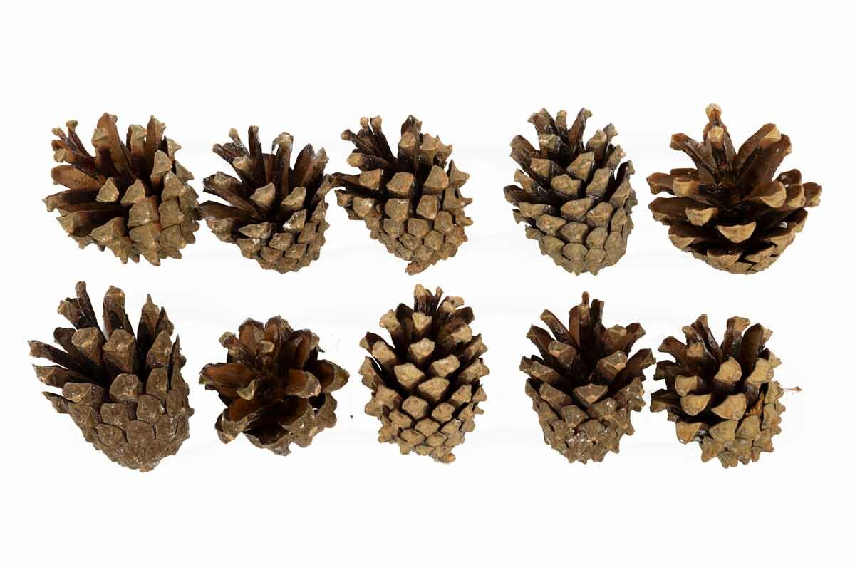 Blumentag PIF-04 Шишки 10 шт. 01 Сосна декоративные хвойные элементы для флористики