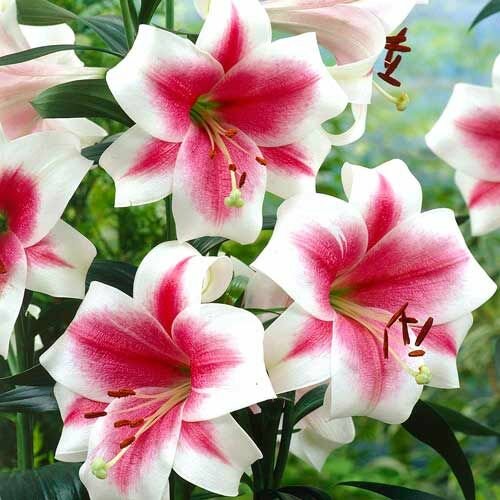 Лилия Уайт Триумфатор 10 шт луковицы, клубни, корни цветов