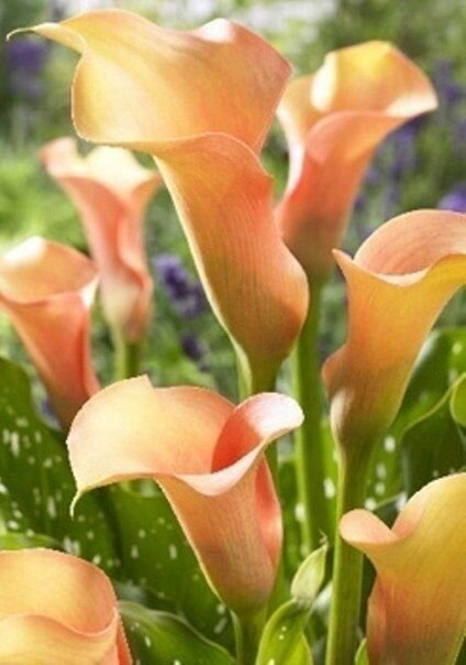 Калла Корал Пэшн 1шт