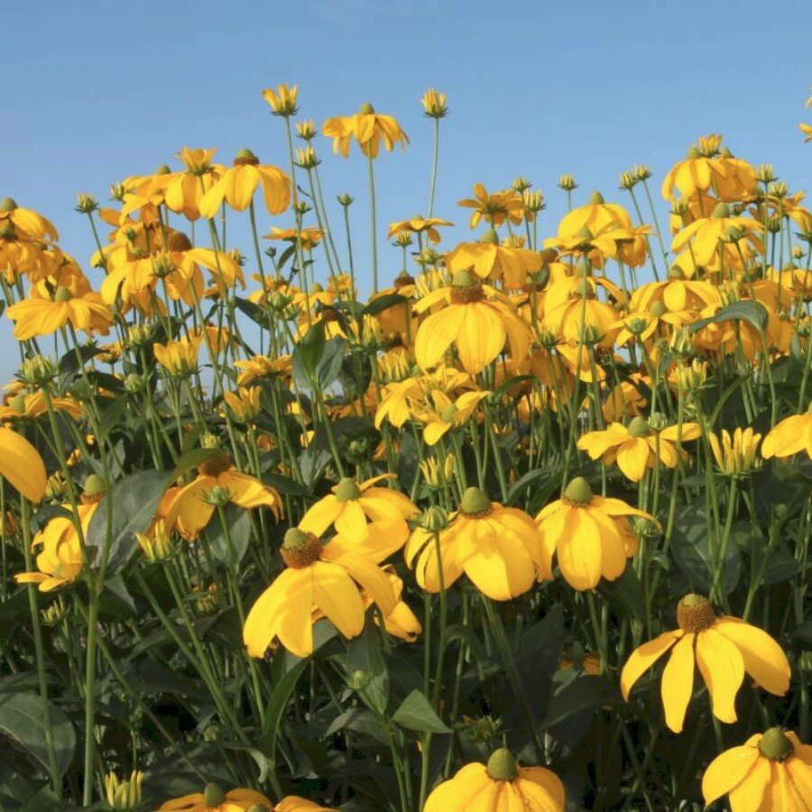 Рудбекия Хербстсон (1 корневище в пакете с торфом), Нидерланды