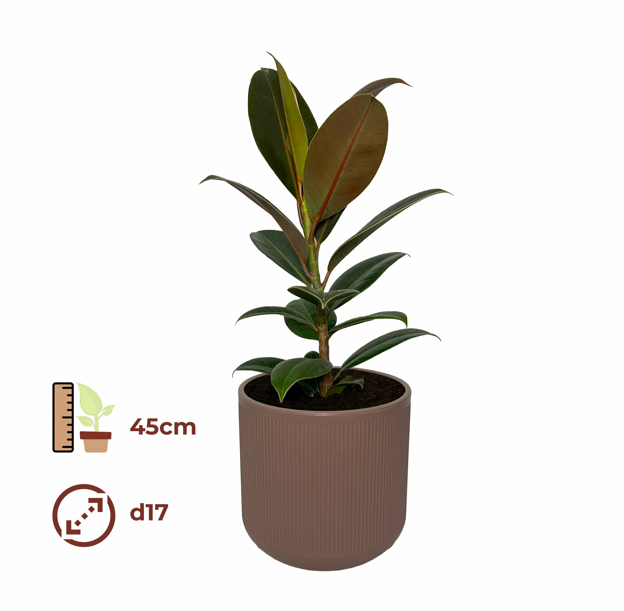 Фикус Эластика 17/45, цвет кашпо инжир