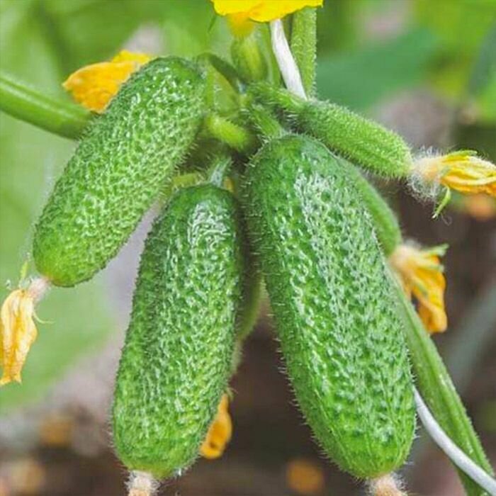 Коллекционные семена огурца Маршал F1