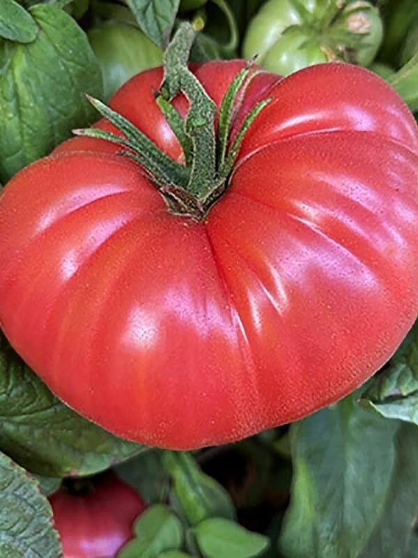 Коллекционные семена томата Мексика