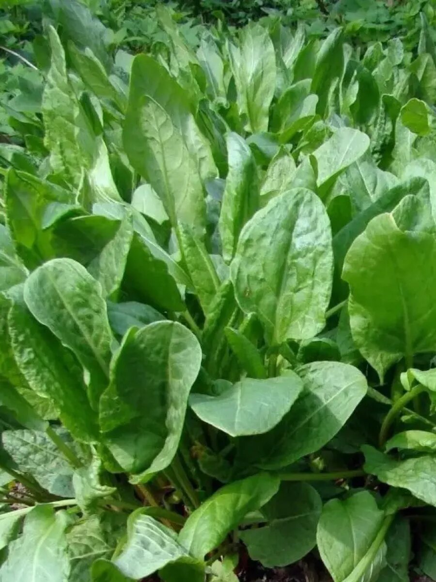 Семена Щавель Широколистный