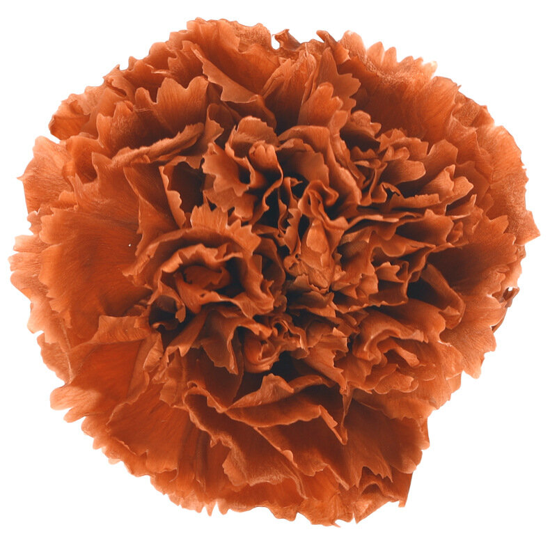 Букет из сушеных цветов PHILIA "Вечный цветок", гвоздика, 8 шт