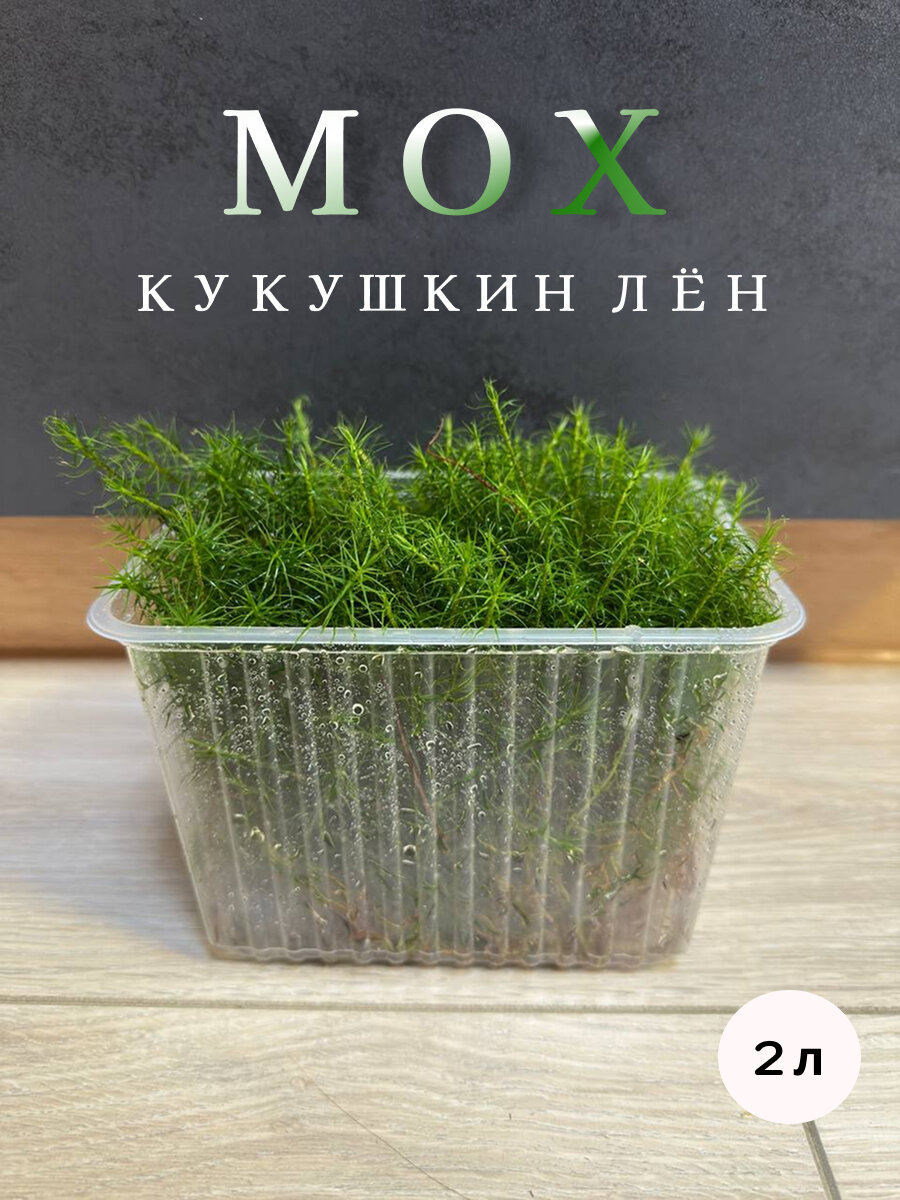 Мох кукушкин лен 2л свежий лесной