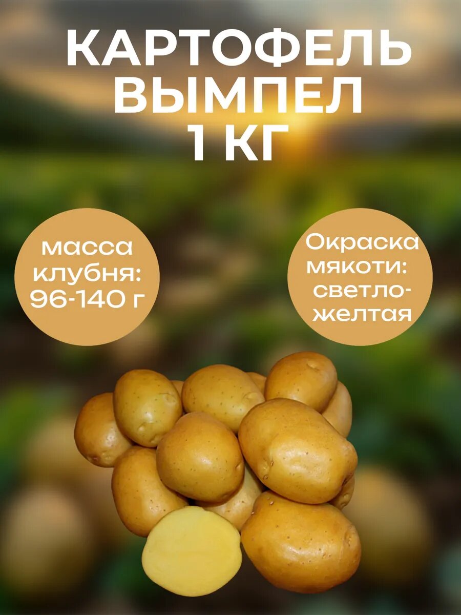 Картофель семенной Вымпел, 1 кг