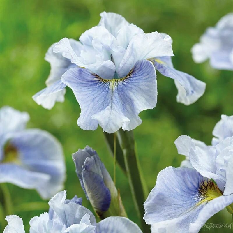 Ирис сибирский Мишн Бэй луковицы, клубни, корни цветов