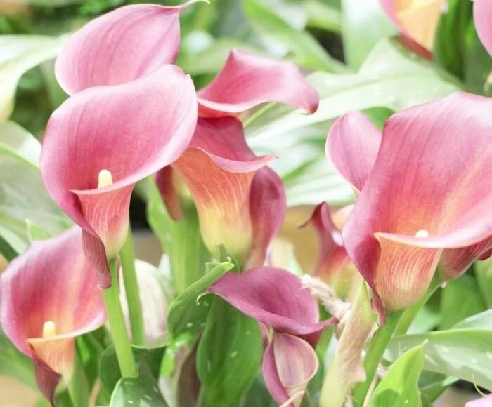 Калла Рхемани 1шт