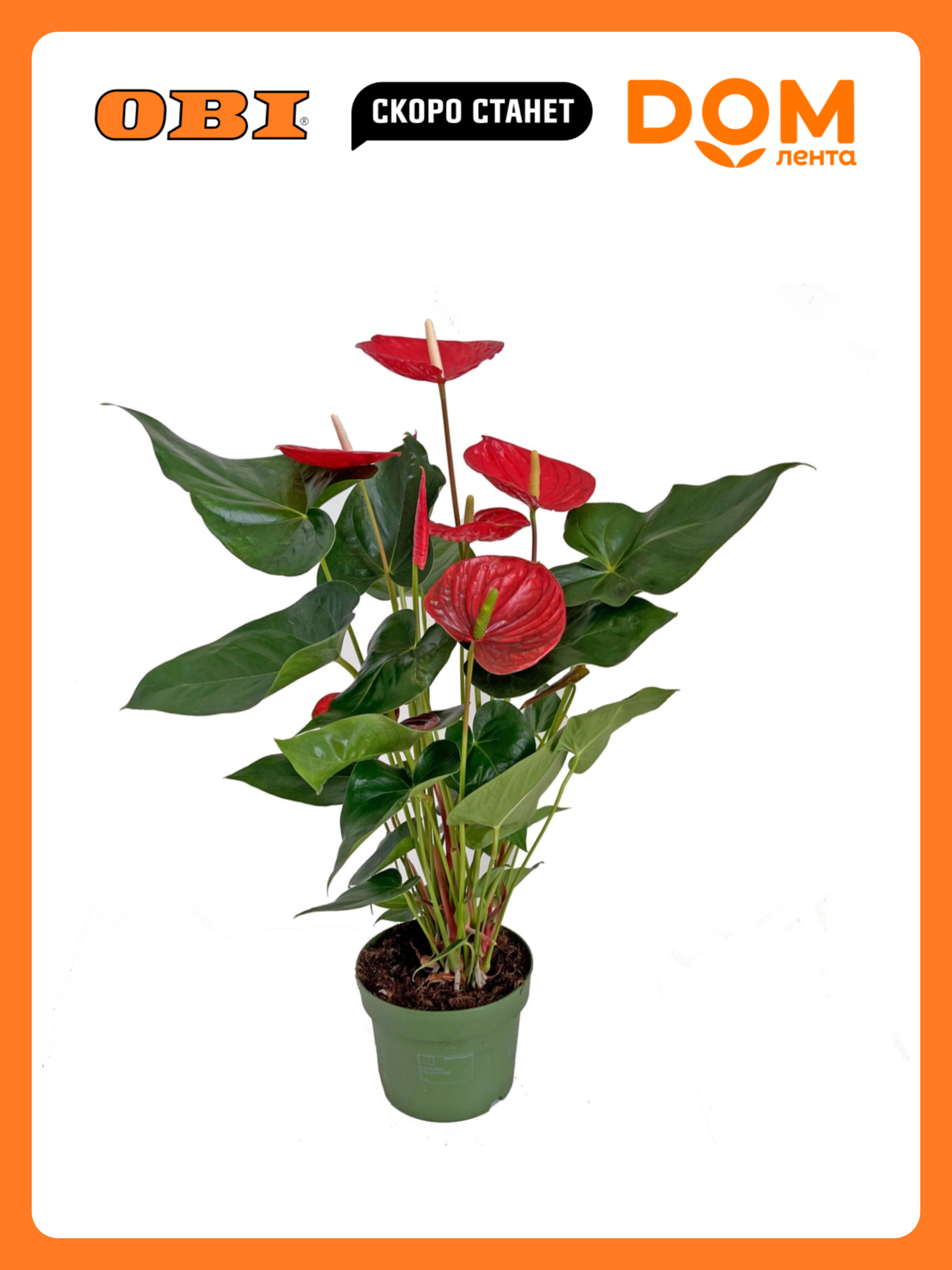 Антуриум FLORA GROUP Роял Ред, декоративно-цветущее, яркий красный цвет