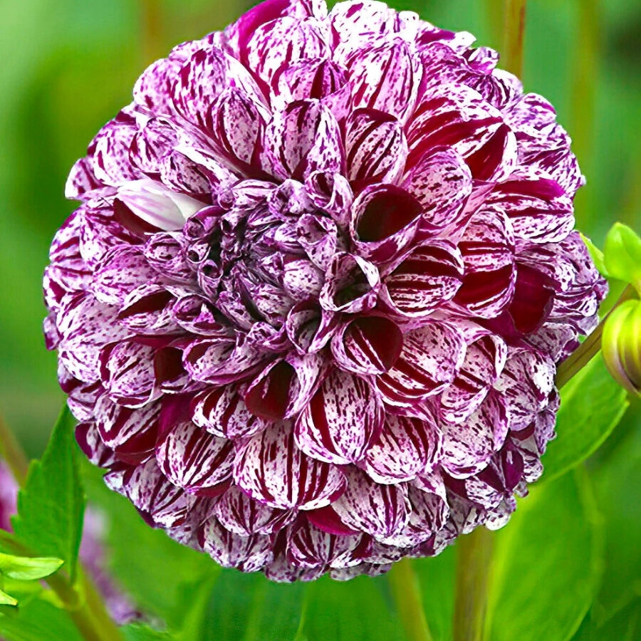 Георгина Марбл Балл (1 клубень), Нидерланды