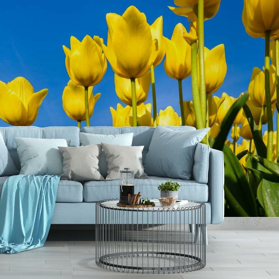 Фотообои Желтые тюльпаны в поле 10-134-S-Флекс 270 x 200 см (ВхШ) Бесшовные, флизелиновые, влагостойкие обои MasterFresok