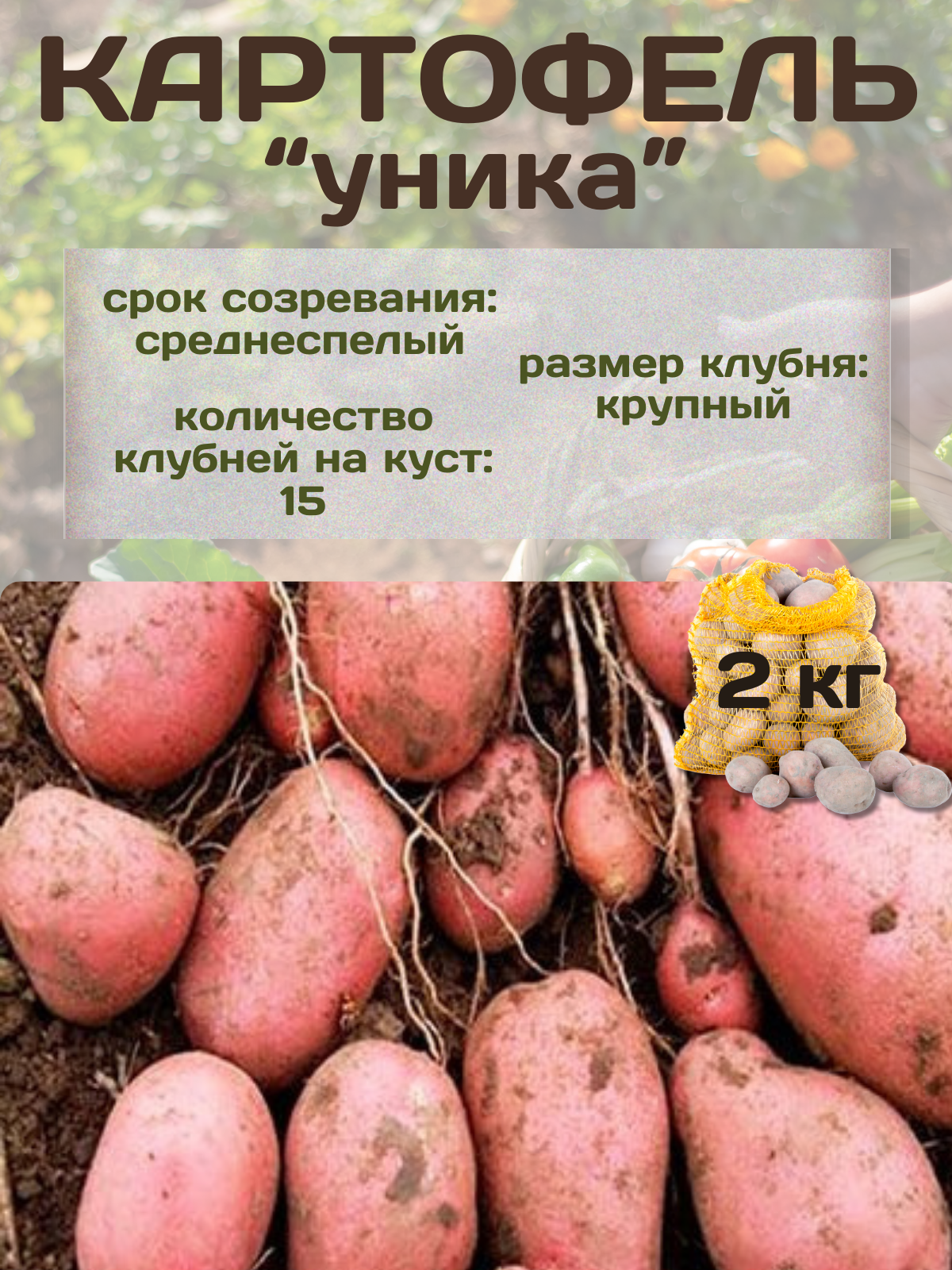 Картофель семенной уника 2 кг, на посадку