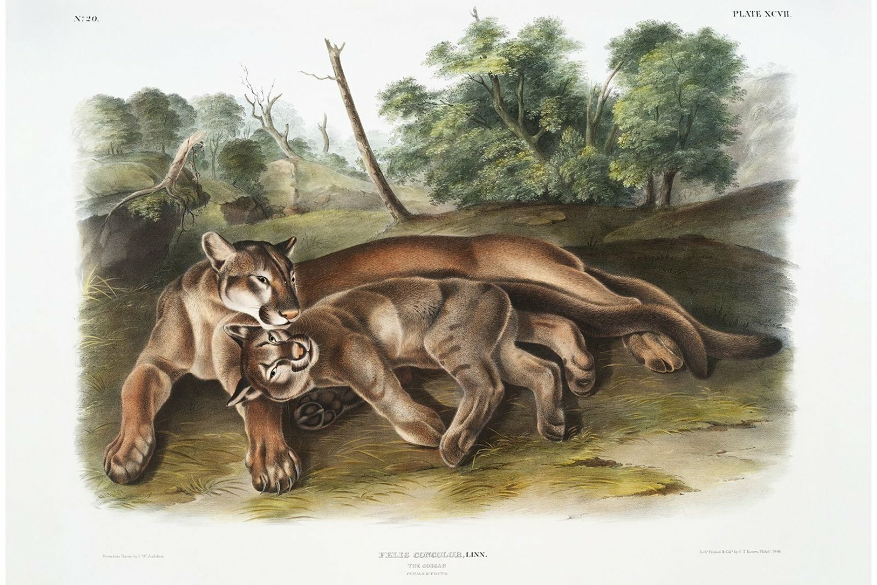 Постер / Плакат / Картина Джон Джеймс Одюбон - Пумы 50х70 см в раме