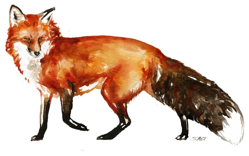 Постер / Плакат / Картина Рыжая лиса 60х90 см в подарочном тубусе