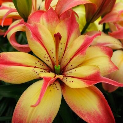 Лилия Деликейт Джой 1 шт