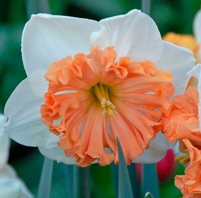 Нарцисс Хангэриен Рэпсоди 5 шт