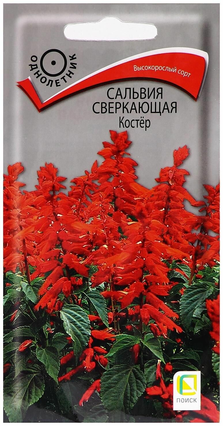 Семена цветов Сальвия сверкающая "Костер", 0,1гр.