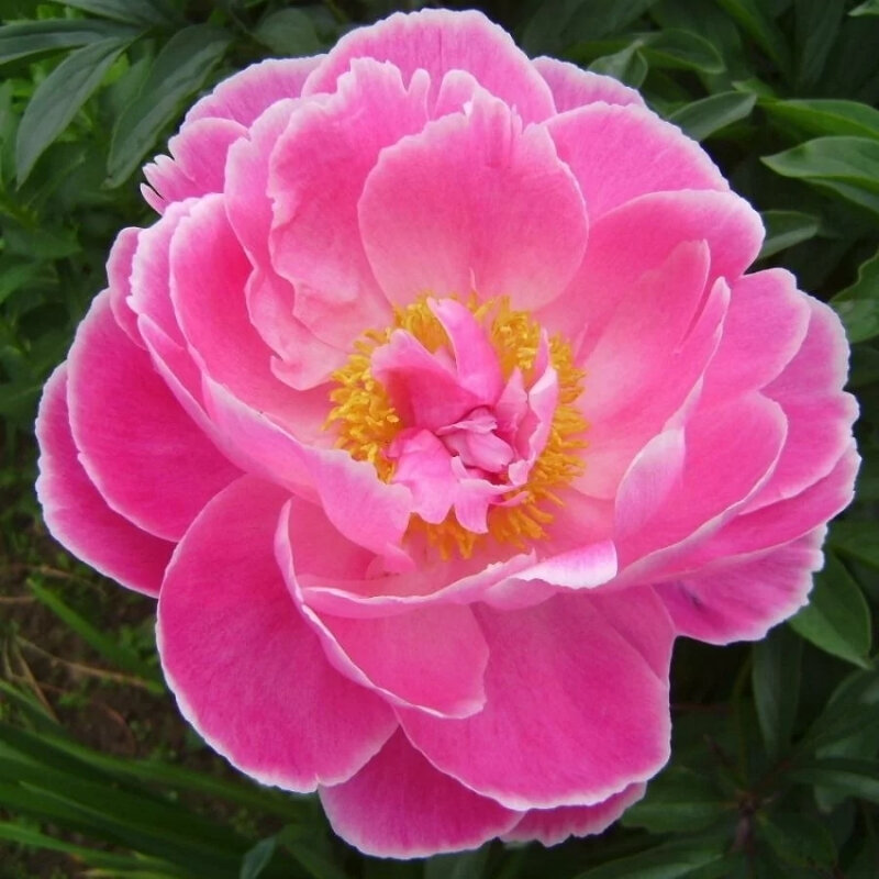 Пион Август Дессерт (1 корневище в пакете с торфом), Нидерланды