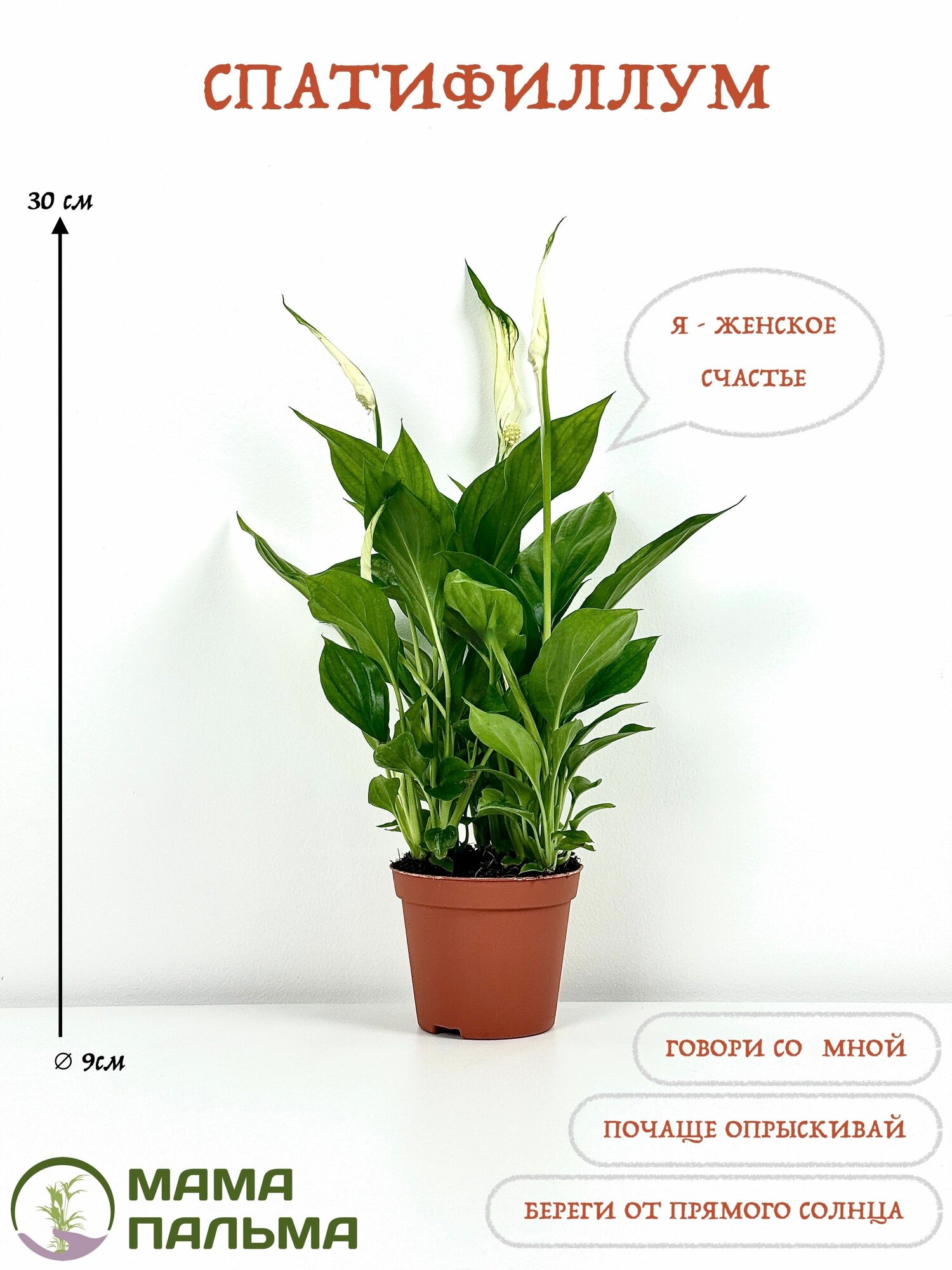 Живое растение Спатифиллум в горшке D9 высота 30 см