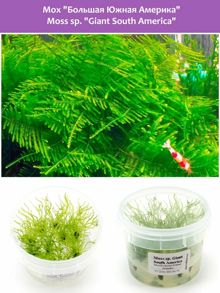Микроклон Мох Большая Южная Америка растения для аквариума
