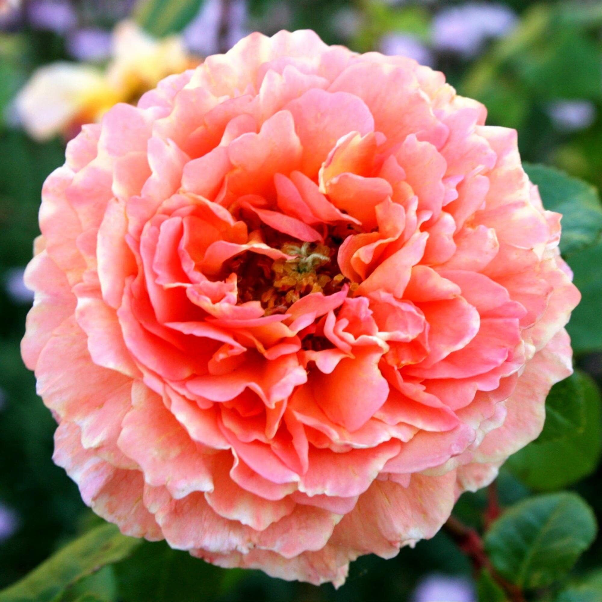 Роза Абрахам Дерби (1 саженец), Польша