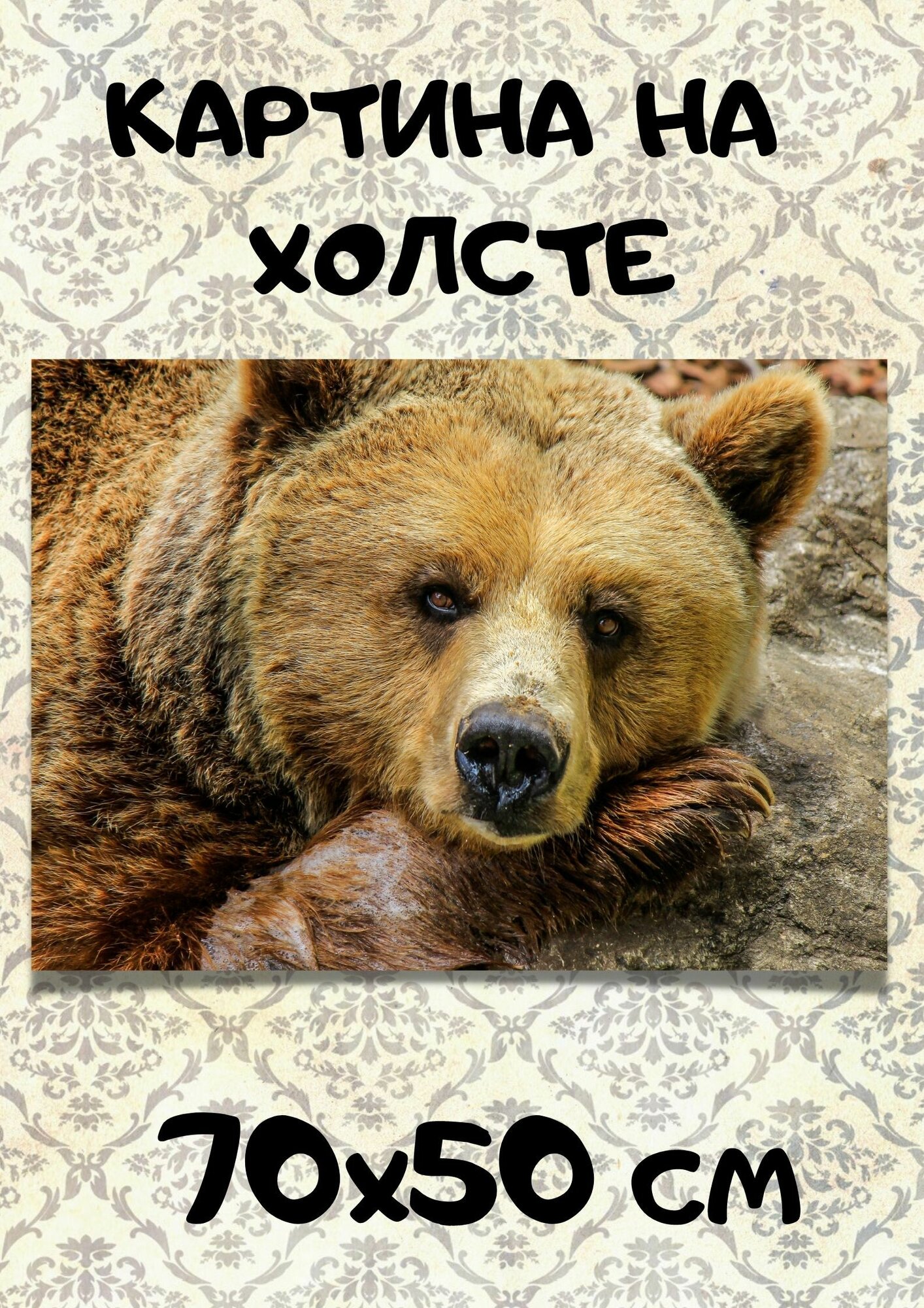 Картина с дикими животными "Медведь отдыхает" 70х50 см