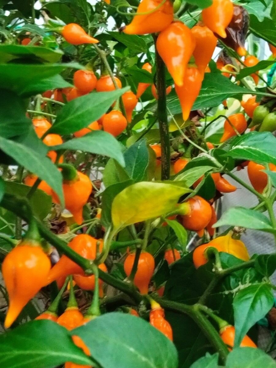 Семена Острый перец Biquinho amarelo, 5 штук